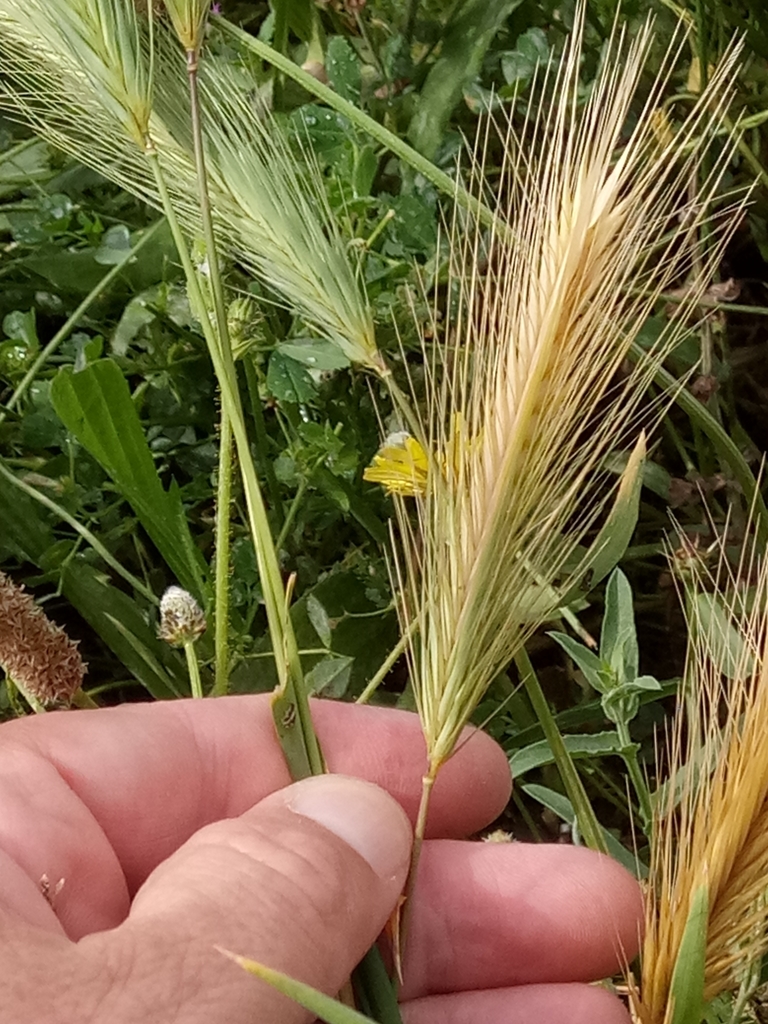 Barnyard foxtail (Mitteldorf Preserve Field Guide) · iNaturalist