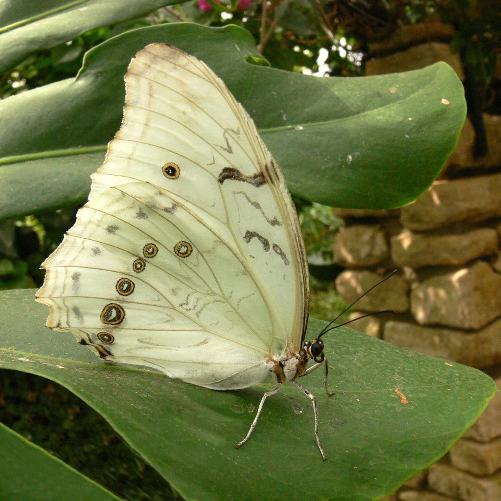 Mariposa morfo blanca (Las mariposas (Hesperioidea y Papilionoidea) de ...