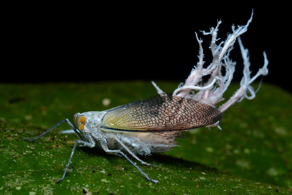 Wax-tailed Planthopper (Insects of Tambopata) · iNaturalist