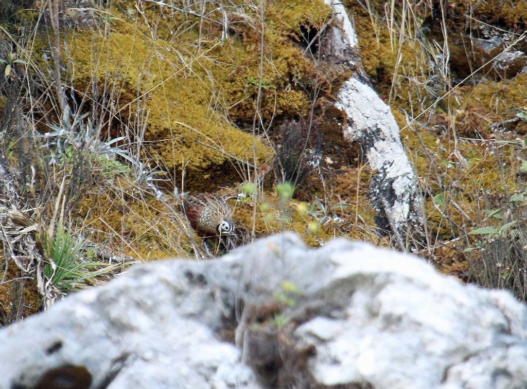 Ocellated Quail in March 2017 by upupamartin. First iNaturalist record ...