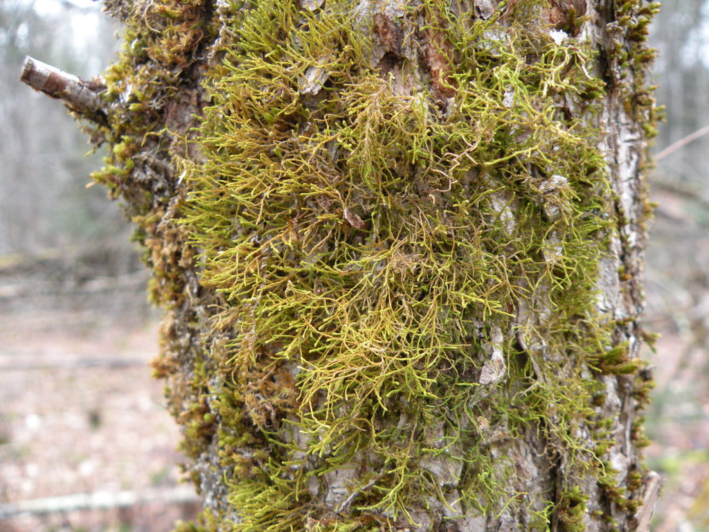Anomodon tristis (Mosses of Floracliff Nature Sanctuary) · iNaturalist