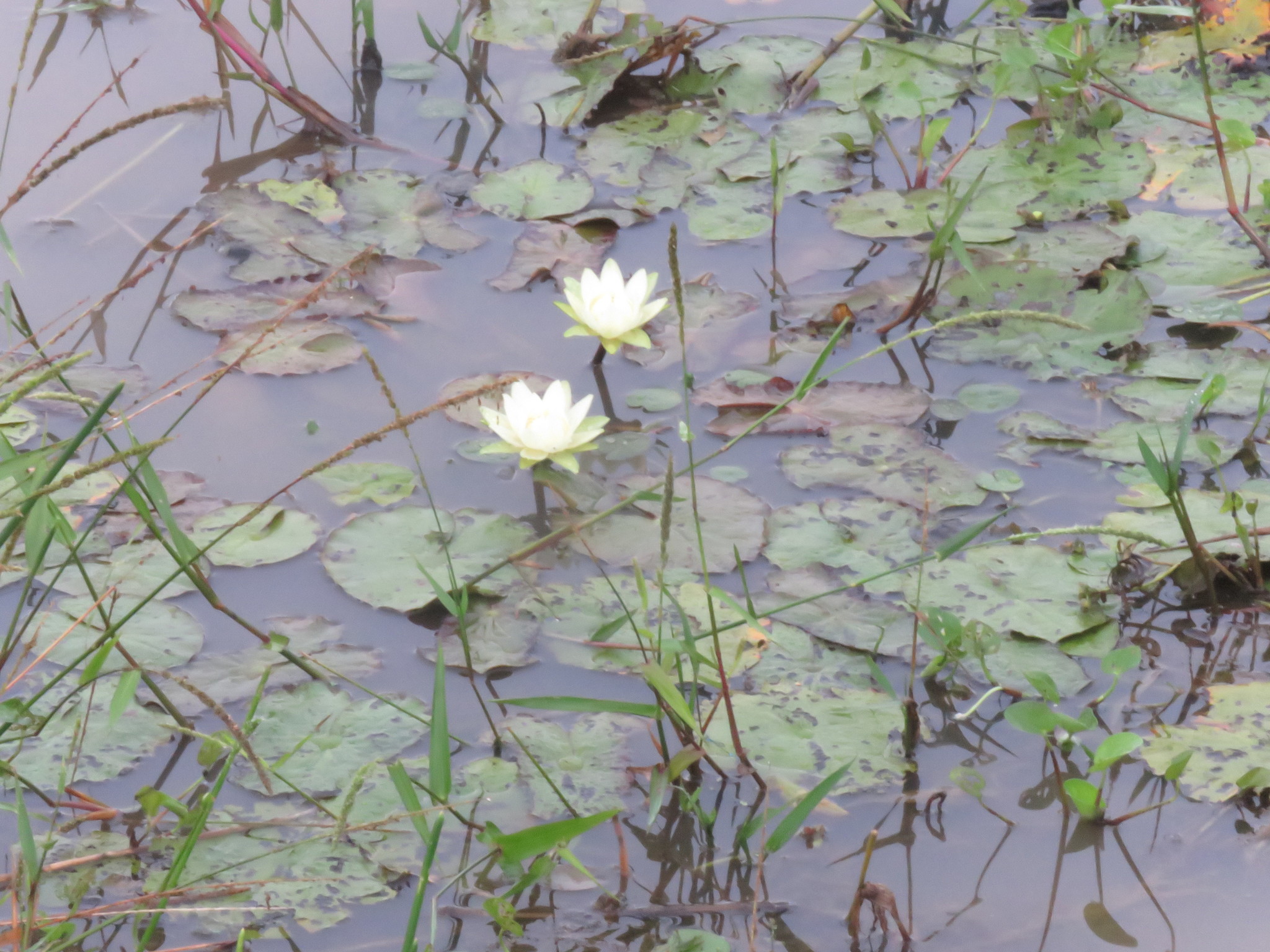 Nymphaea amazonum Mart. & Zucc.
