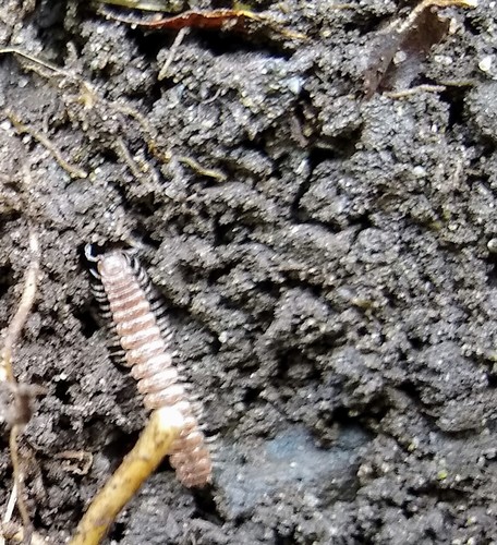 Kepolydesmus pungo · Naturalista Costa Rica