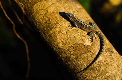 Socorro Island Tree Lizard (Urosaurus auriculatus) - Snakes and Lizards