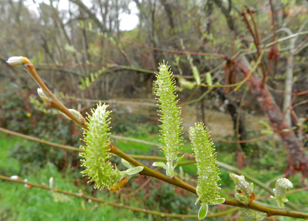Sitka willow (Handbook for the Native Trees of Oregon) · iNaturalist