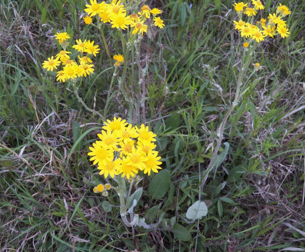 woolly ragwort from Barling City Park, Barling, AR, USA on April 10 ...