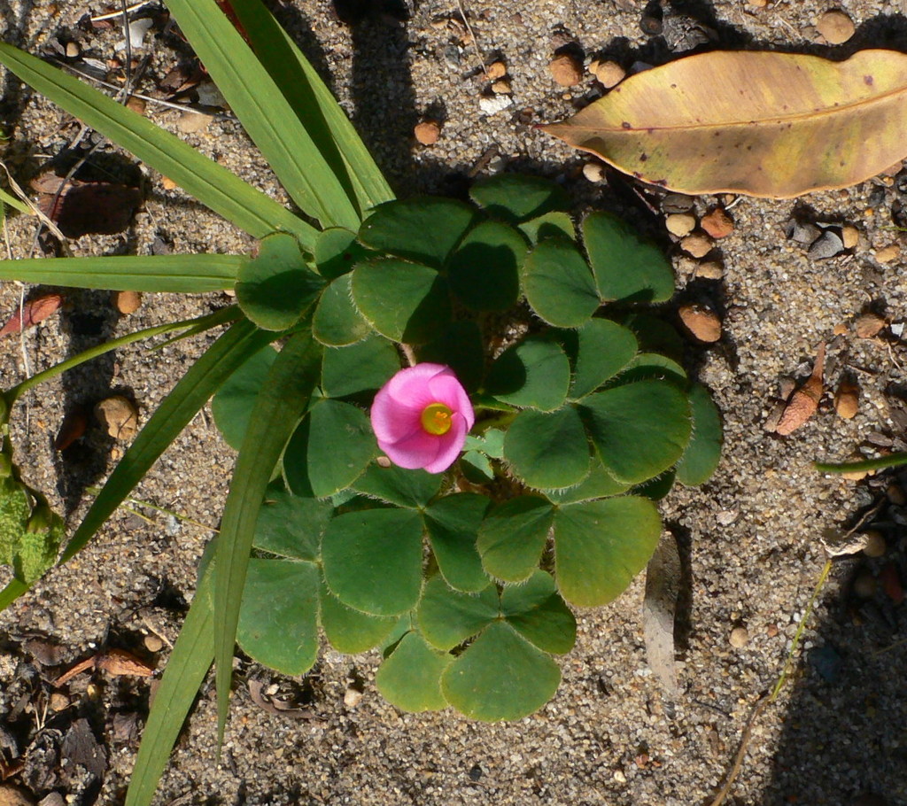 Oxalis purpurea (Madeira Pflanzen Myrtales, Oxalidales, Ranunculales ...