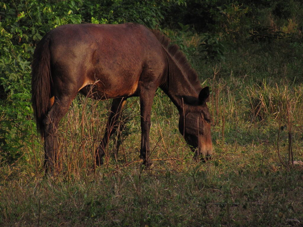 Mule/Hinny from Dibulla, La Guajira, Colombia on March 07, 2015 by ...