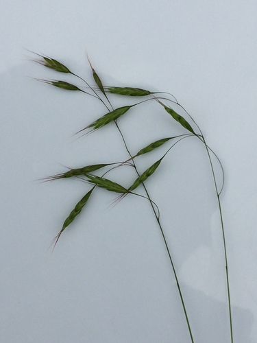 Japanese Brome (Plants of Boyd Lake State Park) · iNaturalist