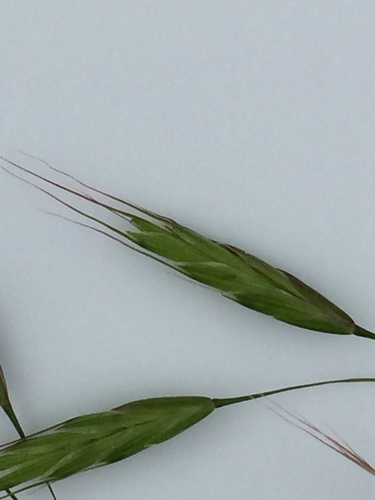 Japanese Brome (Plants of Boyd Lake State Park) · iNaturalist