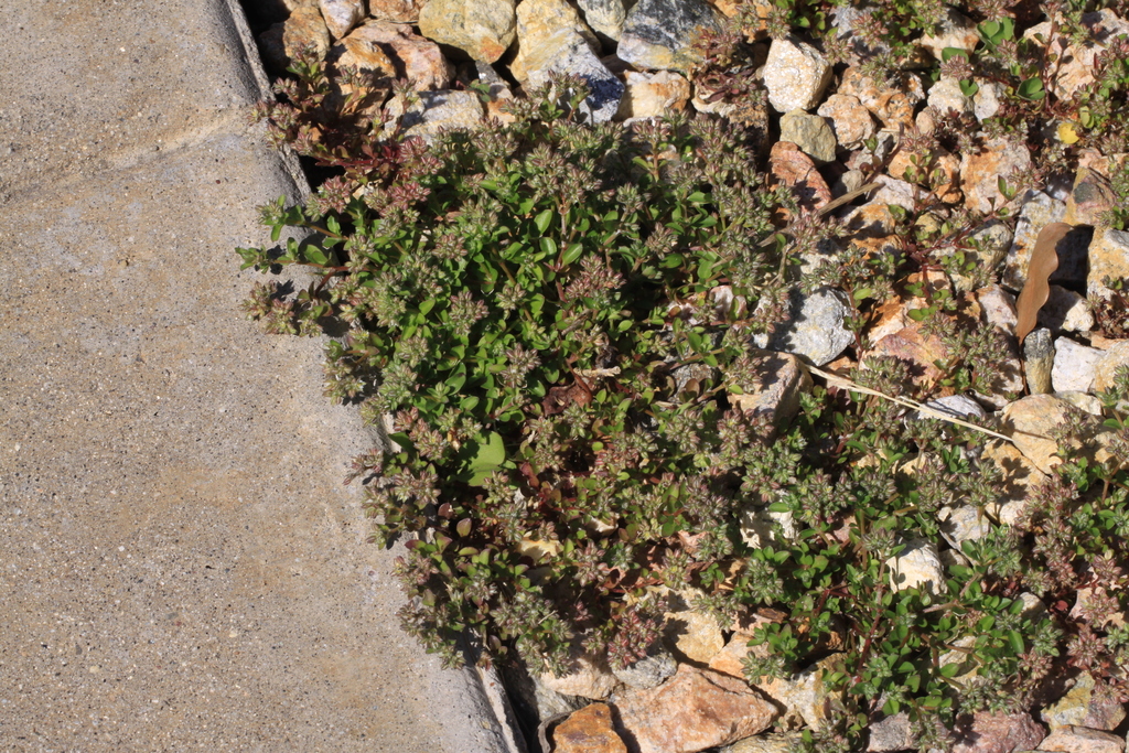 Polycarpon (Caryophyllaceae (Pink) of the Pacific Northwest) · iNaturalist
