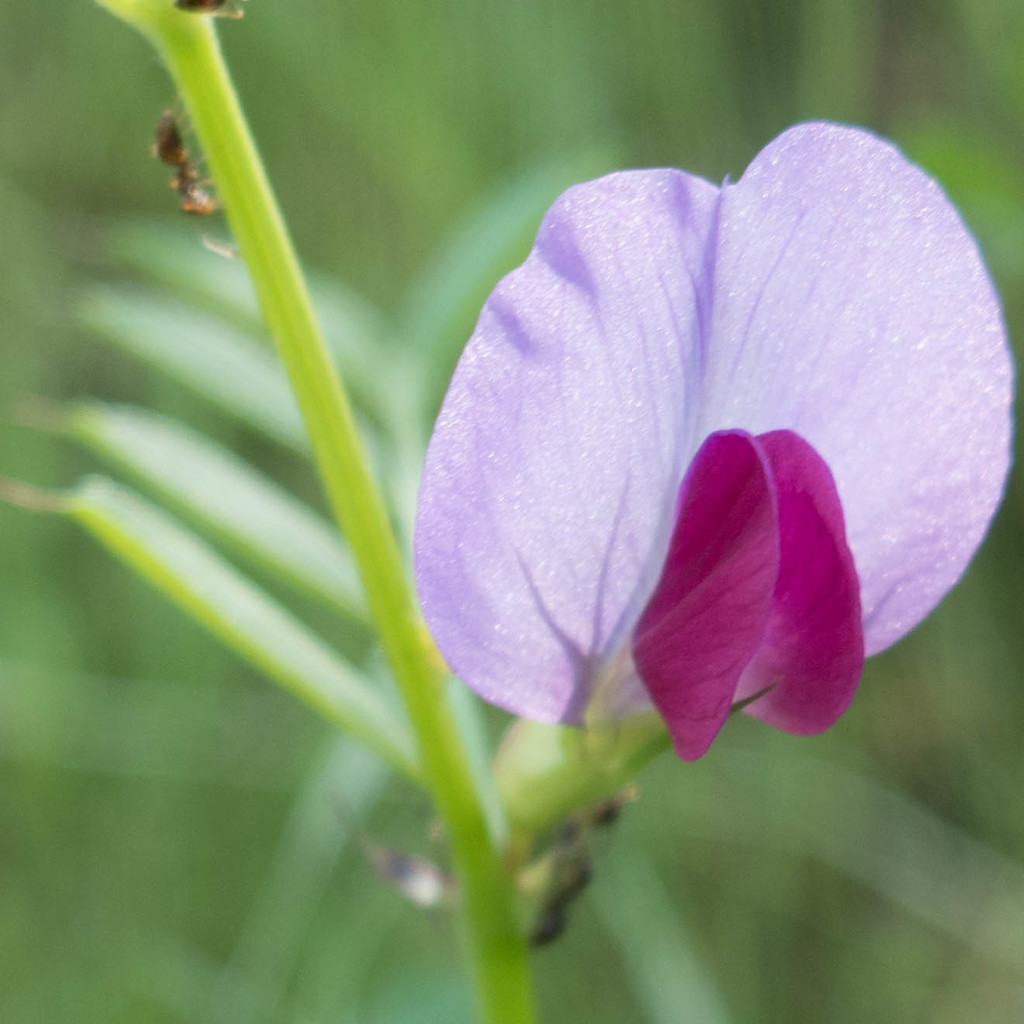 spring vetch from Coyote Lake County Park, CA, USA on April 27, 2020 at ...
