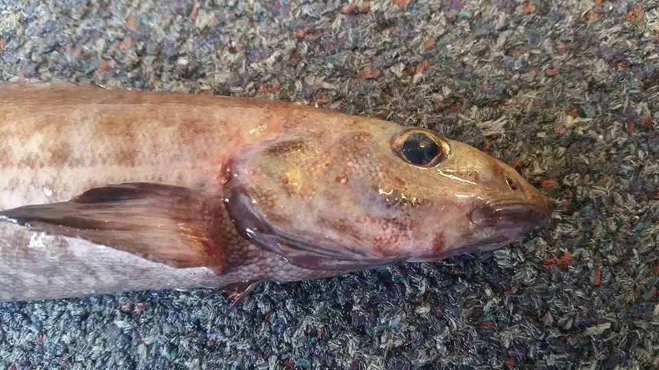 Lumpenella longirostris (Evermann & Goldsborough, 1907)