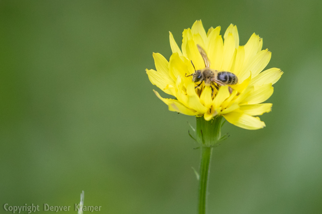 Bees from Lewisville, TX USA on April 24, 2020 at 11:32 AM by Denver ...