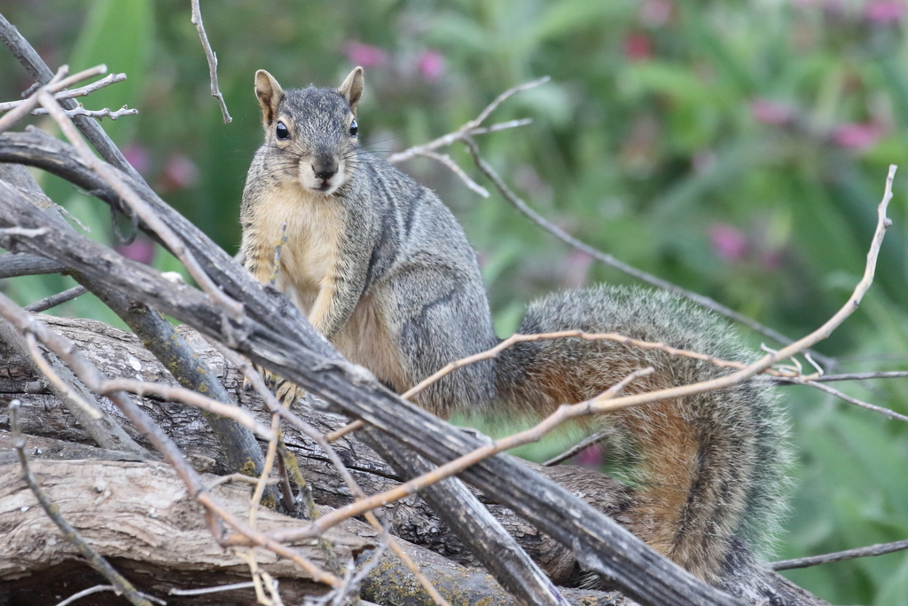 Fox Squirrel from Wilton, CA, USA on April 27, 2020 at 06:57 PM by L ...