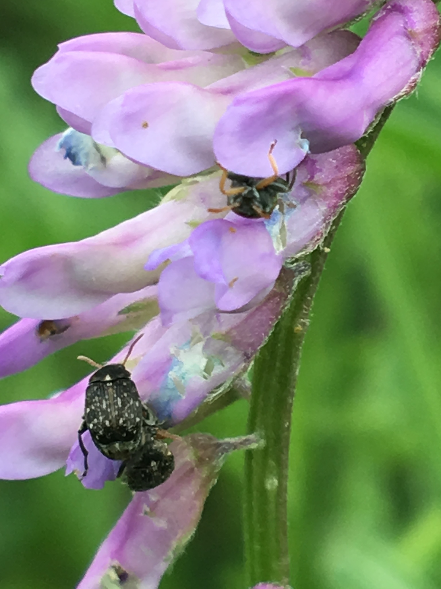 Bruchus brachialis Fåhraeus, 1839