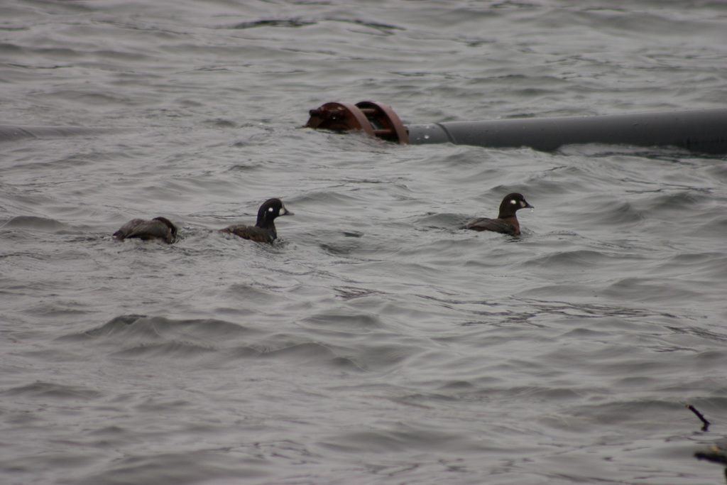 Harlequin Duck from Sitka, AK, USA on October 27, 2003 at 03:07 PM by M ...