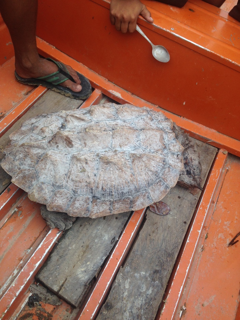 Orinoco Mata Mata from Potaro-Siparuni, Guyana on May 2, 2018 by Lance ...