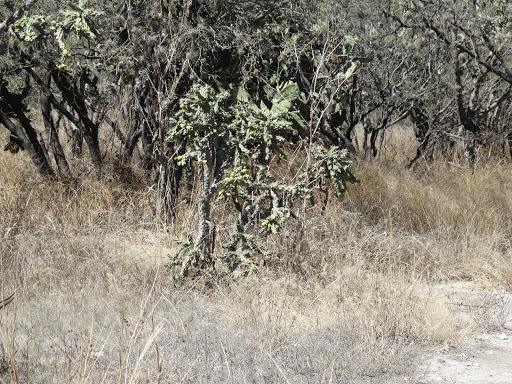 tree cholla from Tula, Hidalgo on February 15, 2014 by Carlos Galindo ...
