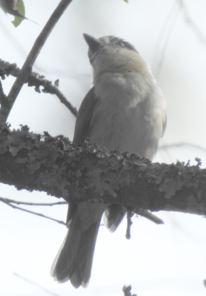 Gray-collared Becard from Morelia, Mich., México on April 14, 2020 at ...