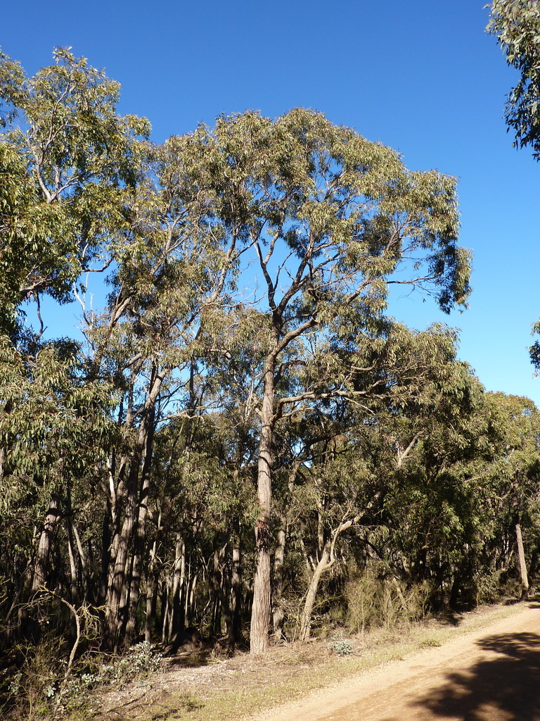 Mealy Stringybark from Gisborne VIC 3437, Australia on June 7, 2019 at ...