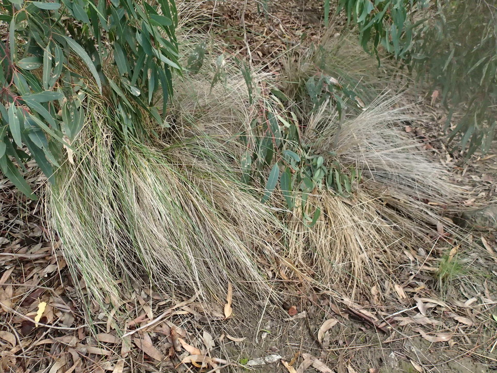common tussock grass (Poa labillardierei) - Botanical Realm