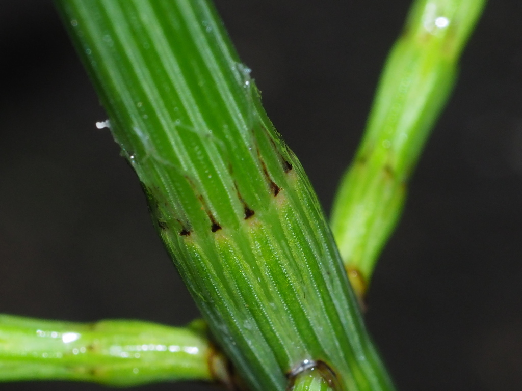 Branched Horsetail (Equisetum ramosissimum) - Botanical Realm