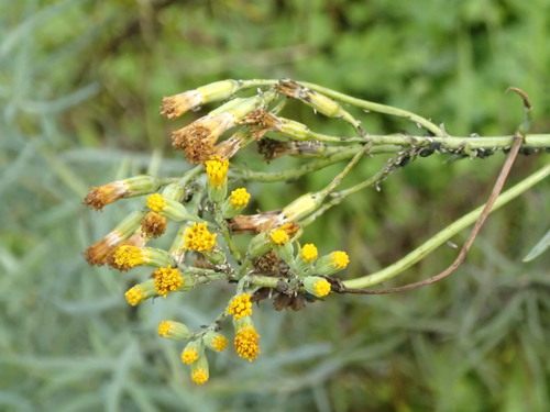 Senecio cunninghamii · iNaturalist Mexico