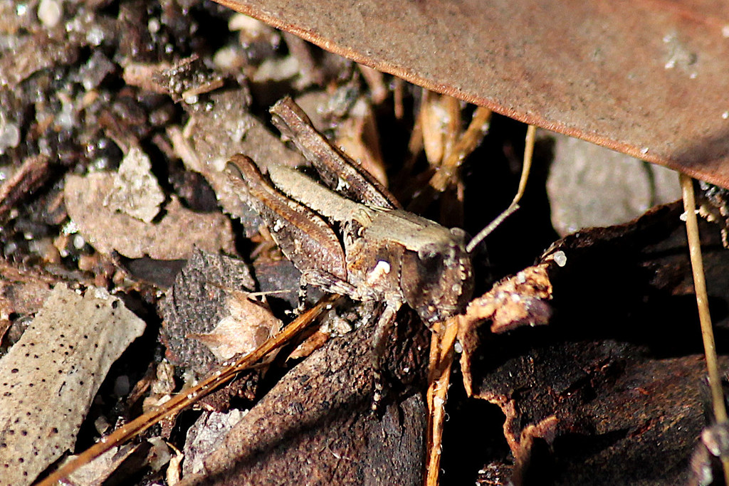 Spur-throated Grasshoppers from Manning Flora & Fauna Reserve, SA ...