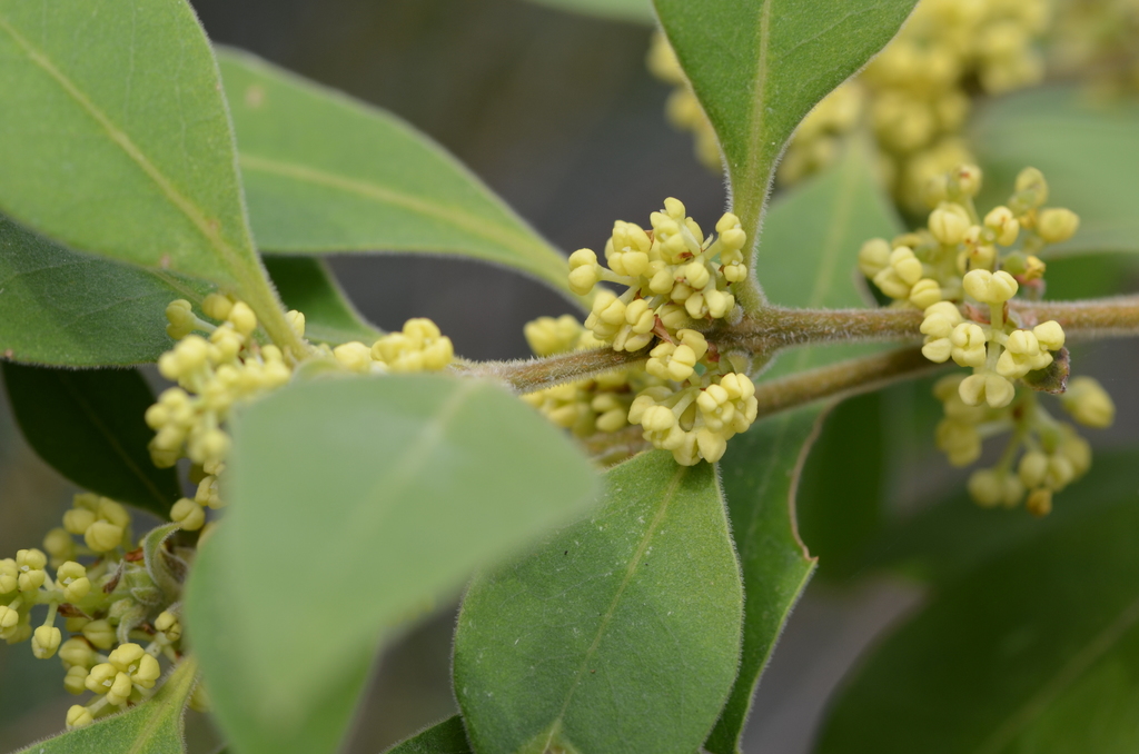 Large Mock-olive (Notelaea longifolia) - Botanical Realm