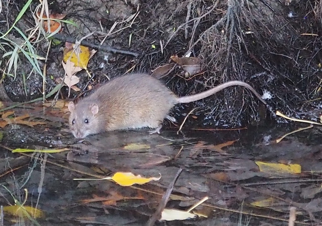 Brown Rat from Fifield Terrace, Saint Martins, Canterbury, NZ on April ...