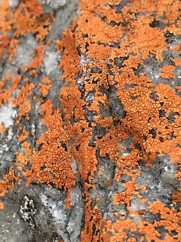 Elegant Sunburst Lichen from Plettenberg Bay, WC, ZA on April 27, 2020 ...