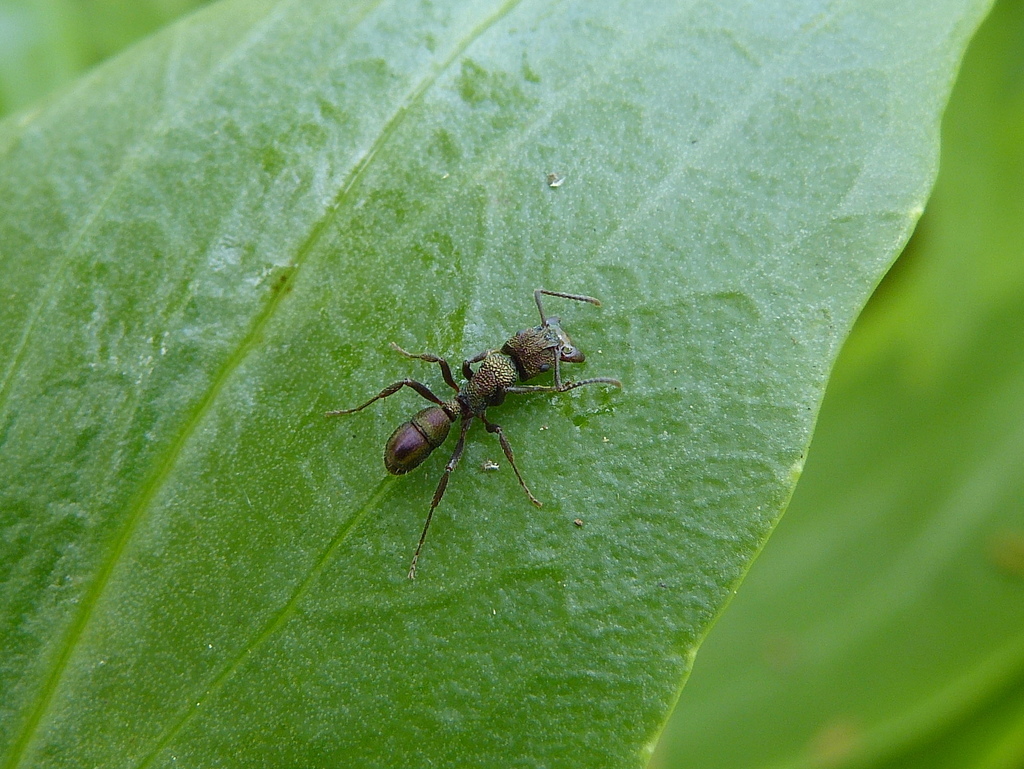 Green-head Ant from Ocean Grove VIC 3226, Australia on April 28, 2020 ...