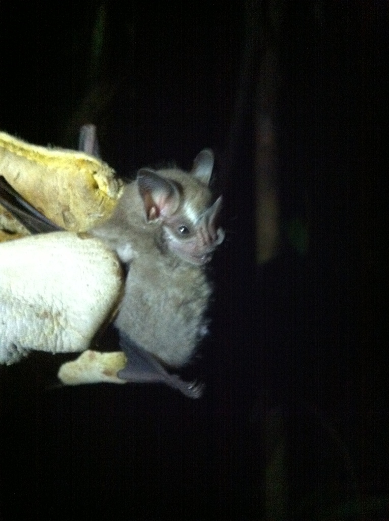 Thomas's Fruit-eating Bat from Reserva de la Biosfera Montes Azules ...