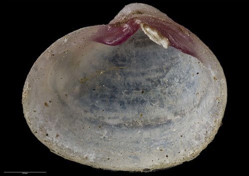 가재더부살이조개속 (Lasaea)