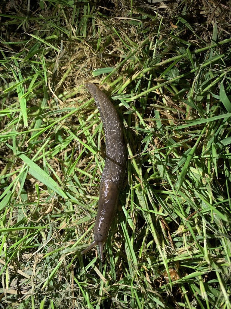 Leopard Slug from Lulu Island, Richmond, BC, CA on April 27, 2020 at 11 ...