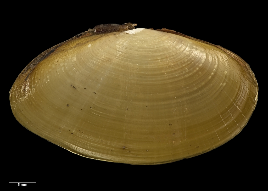 Hiatula siliquens from Auckland, New Zealand on December 01, 1966 at 06 ...