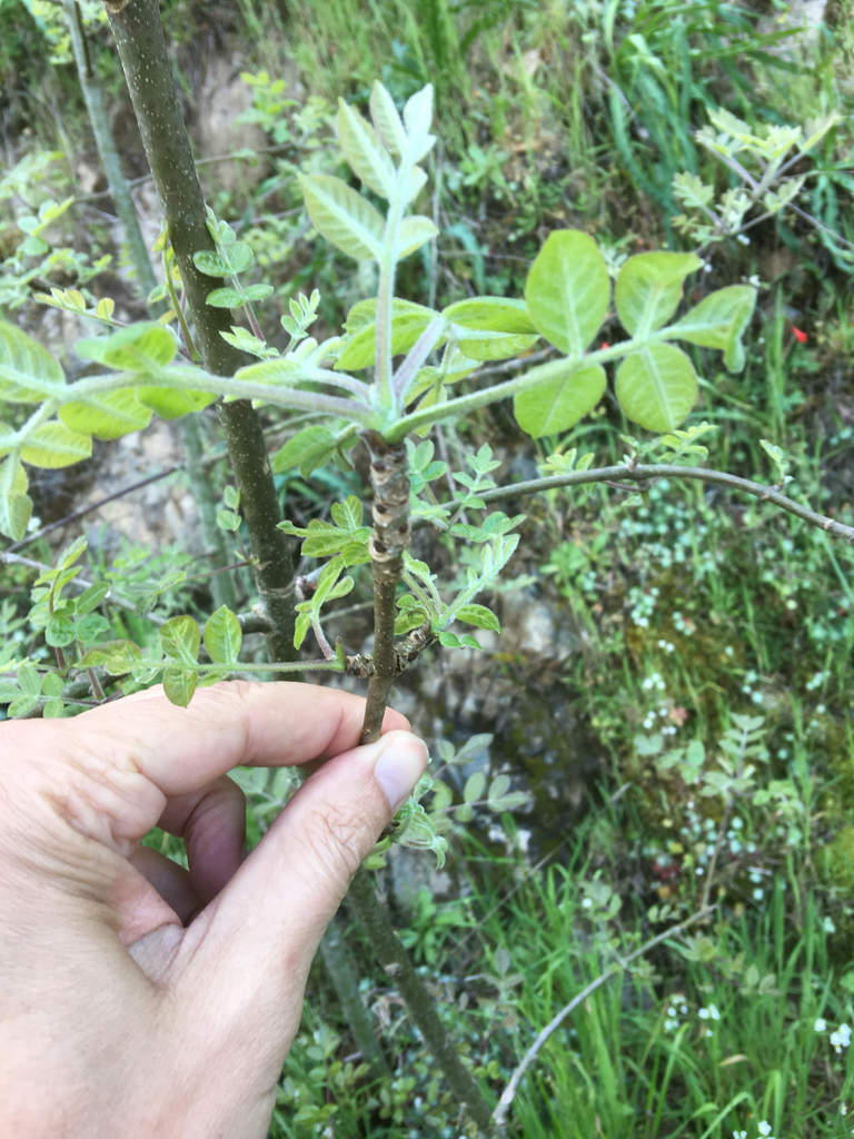 Oregon Ash (Fraxinus latifolia) - Botanical Realm
