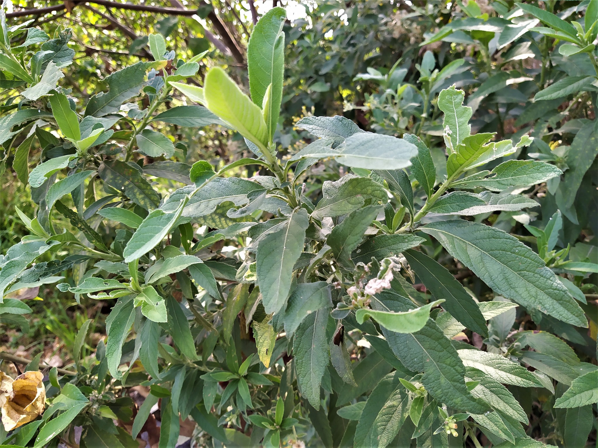 Blumea balsamifera (L.) DC.