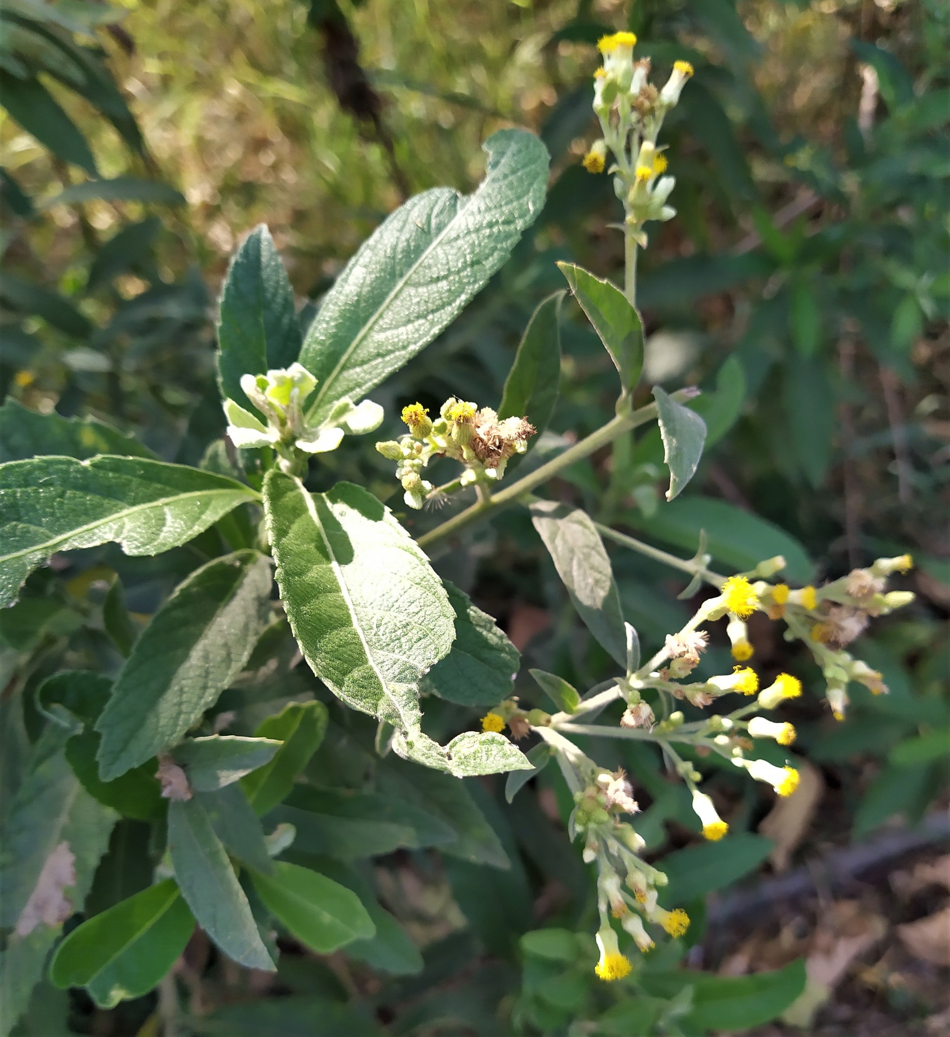 Blumea balsamifera (L.) DC.