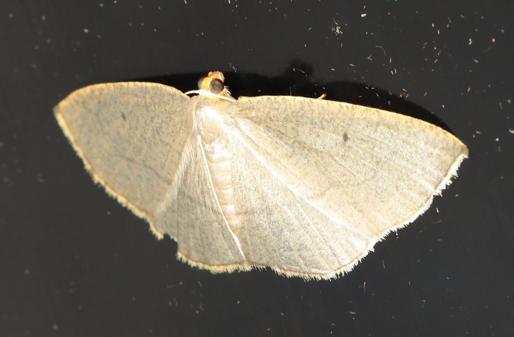Geometer Moths from Sai Kung, Hong Kong on April 25, 2020 at 11:05 PM ...