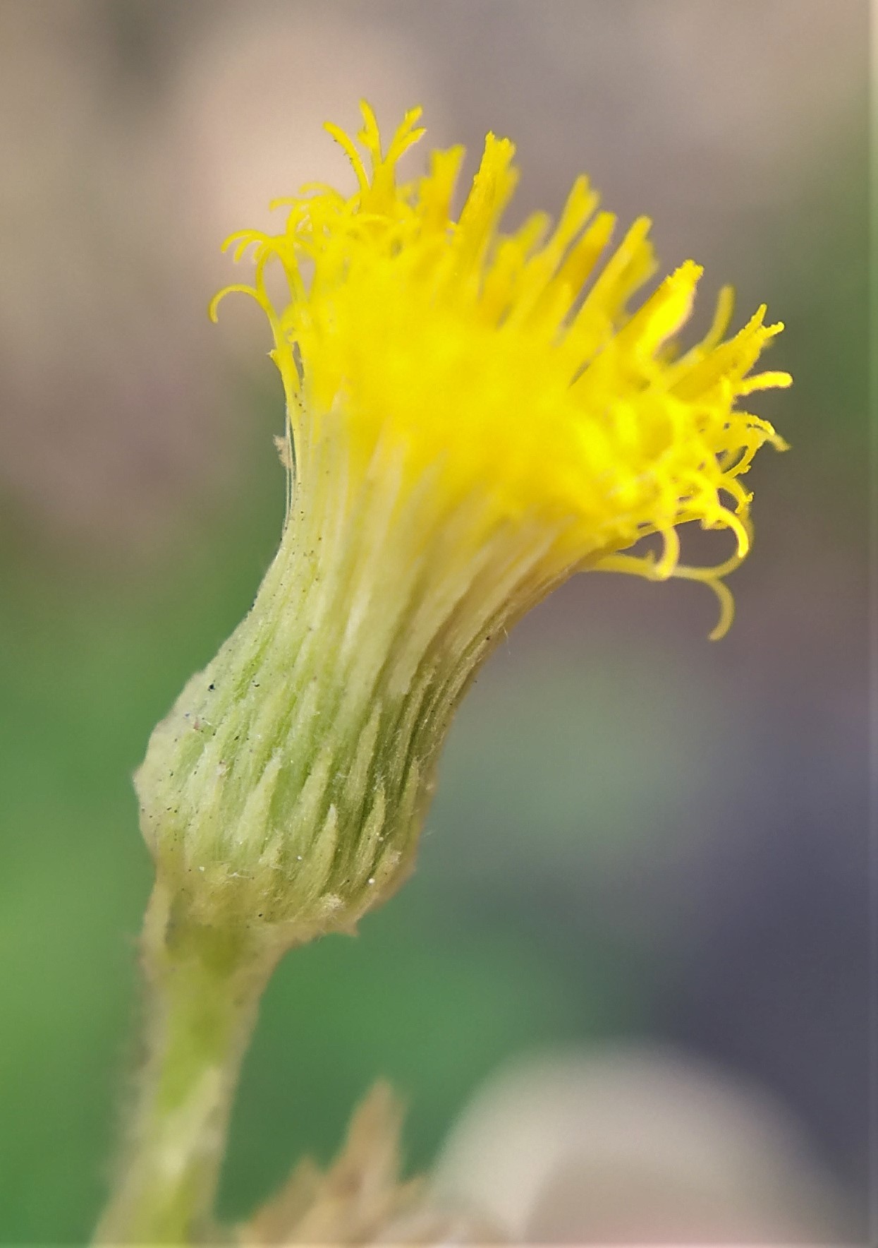 Blumea balsamifera (L.) DC.