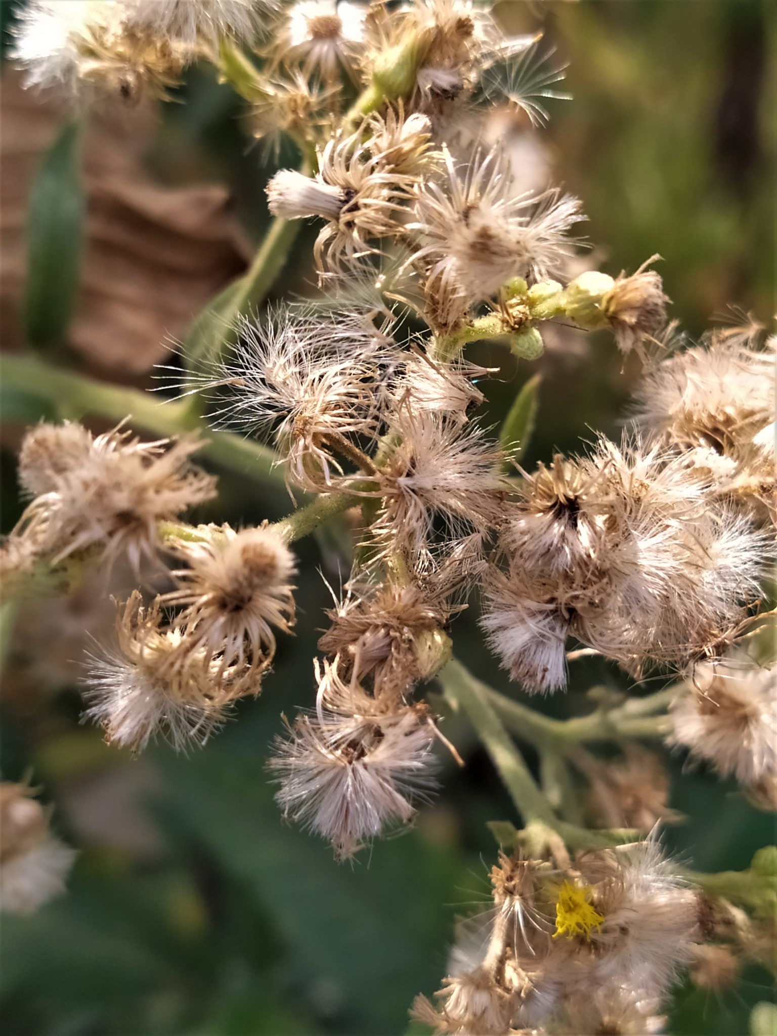 Blumea balsamifera (L.) DC.