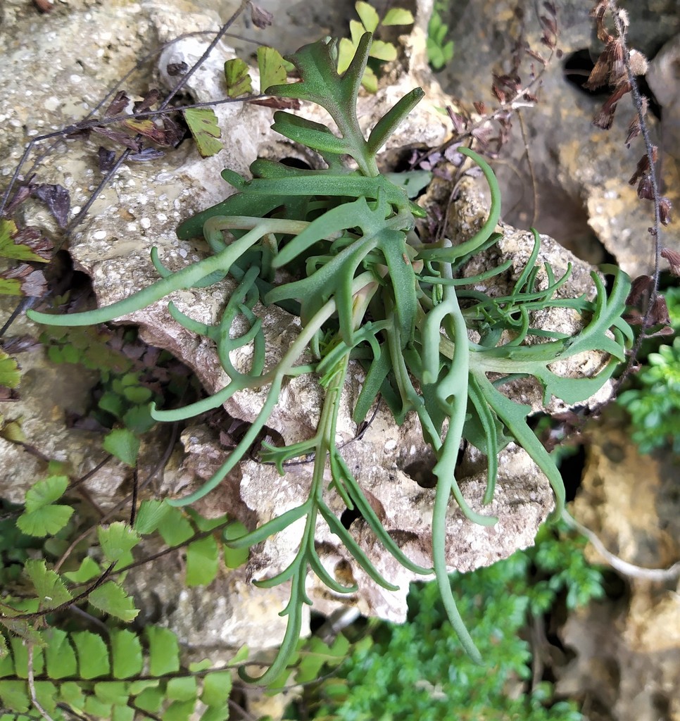 (Kalanchoe ceratophylla) - Botanical Realm