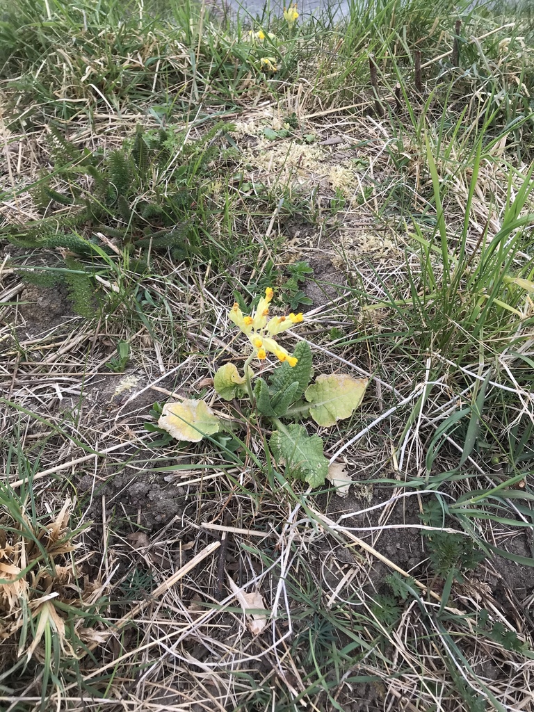 Cowslip from Forstranden, Odder, Midtjylland, DK on April 26, 2020 at ...