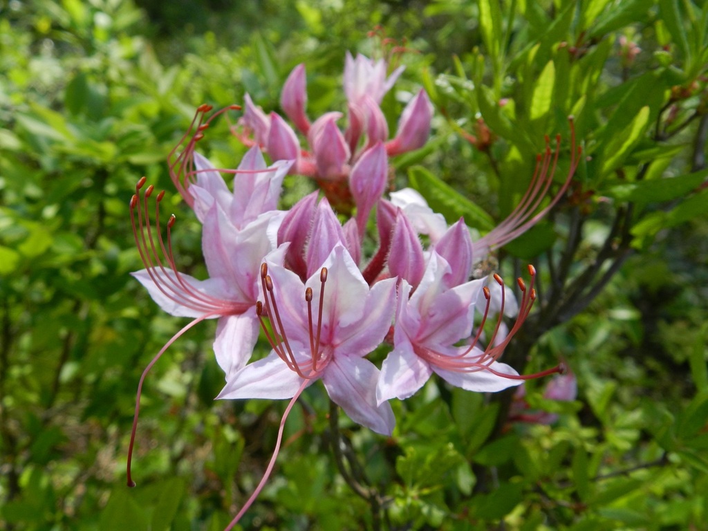 pinkster flower (Crum Woods Biodiversity Guide) · iNaturalist