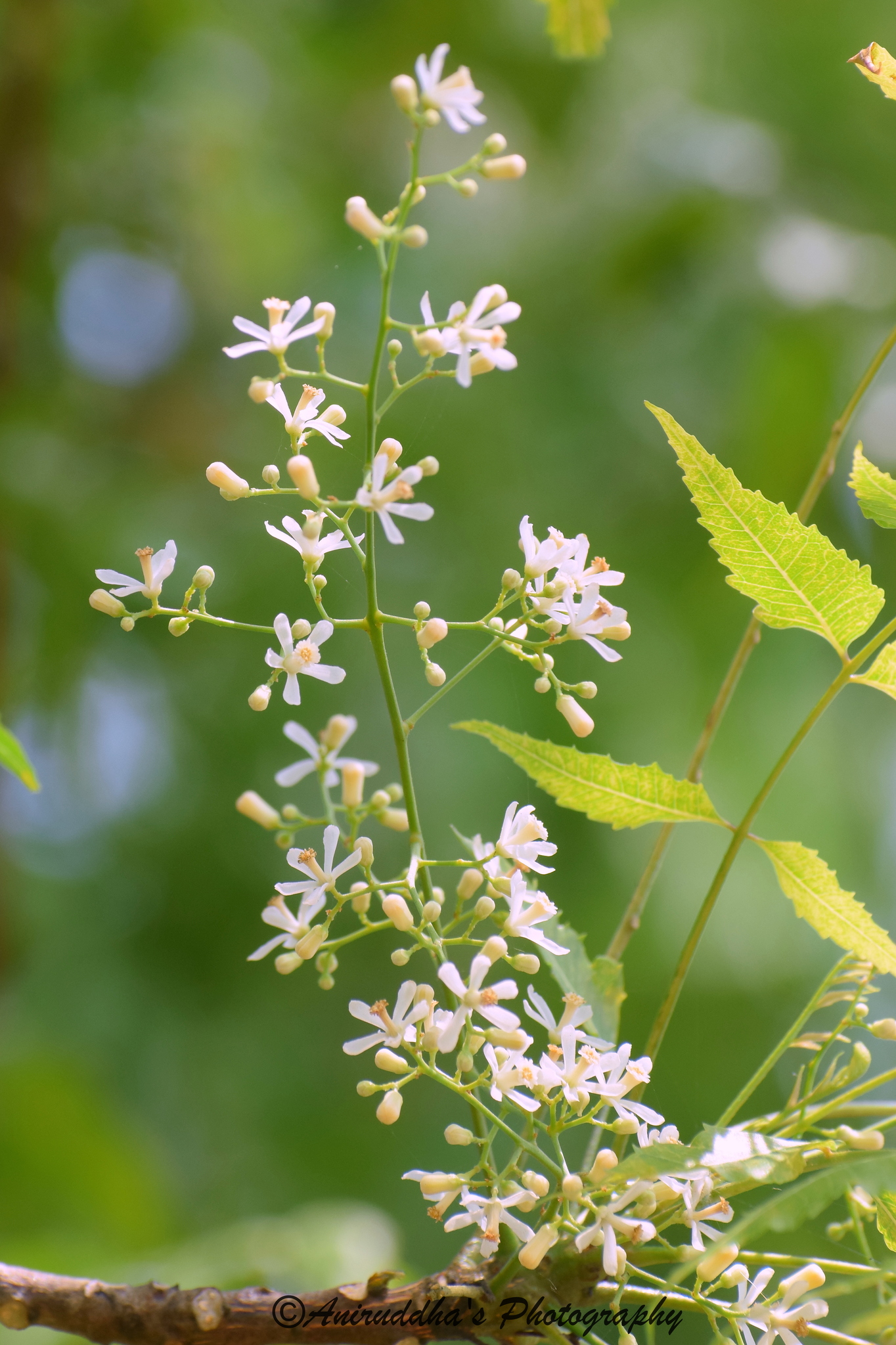 Neem Tree Flower