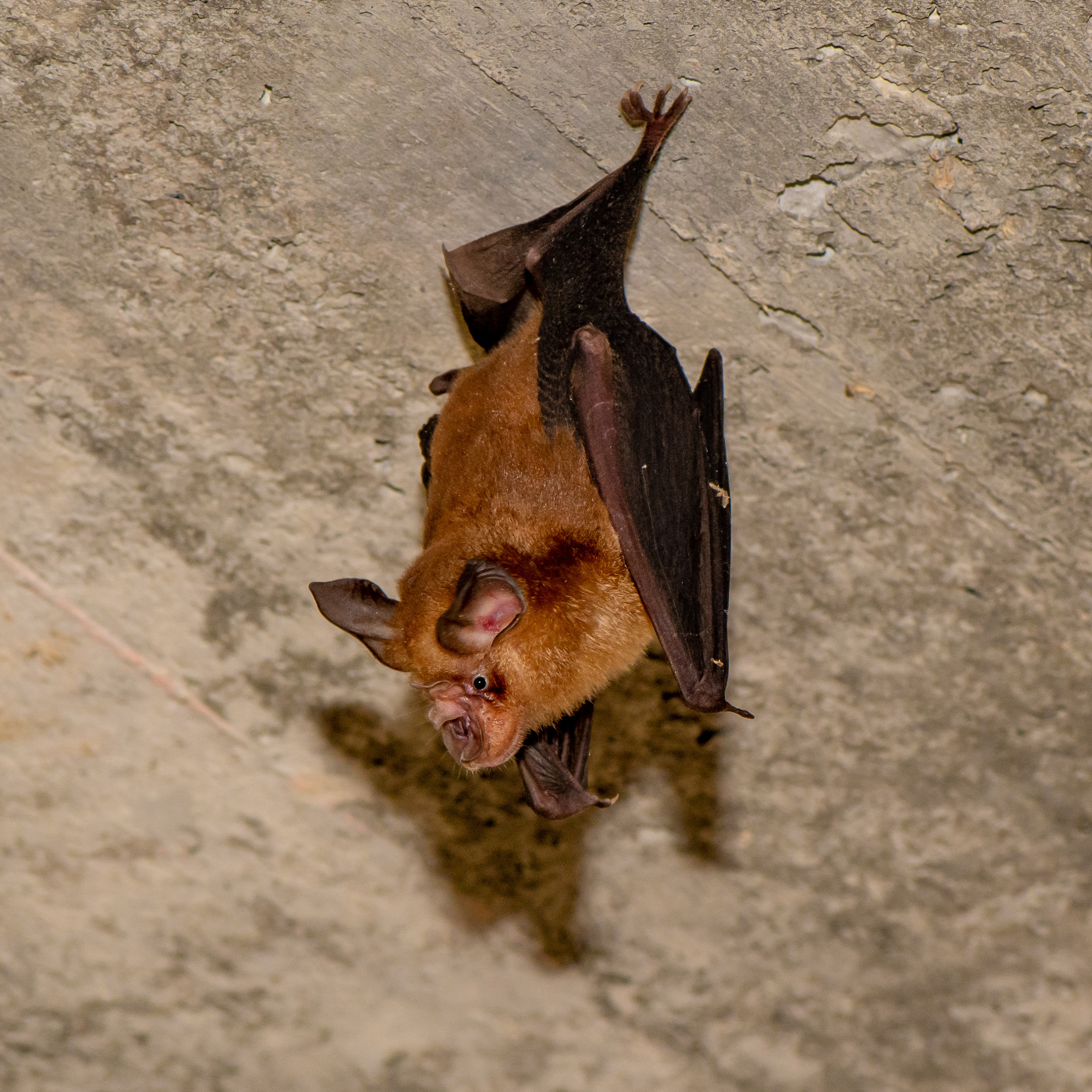 Rhinolophus sinicus K.Andersen, 1905