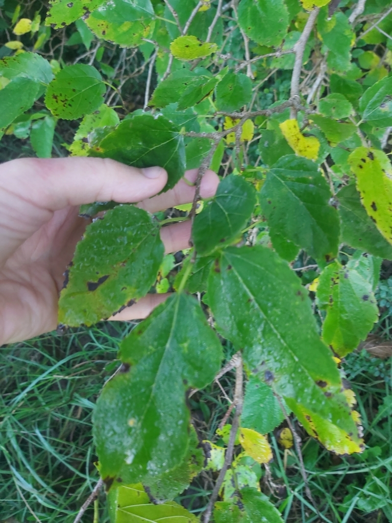 hackberries from Turrella Reserve on April 25, 2020 at 09:11 AM by t ...