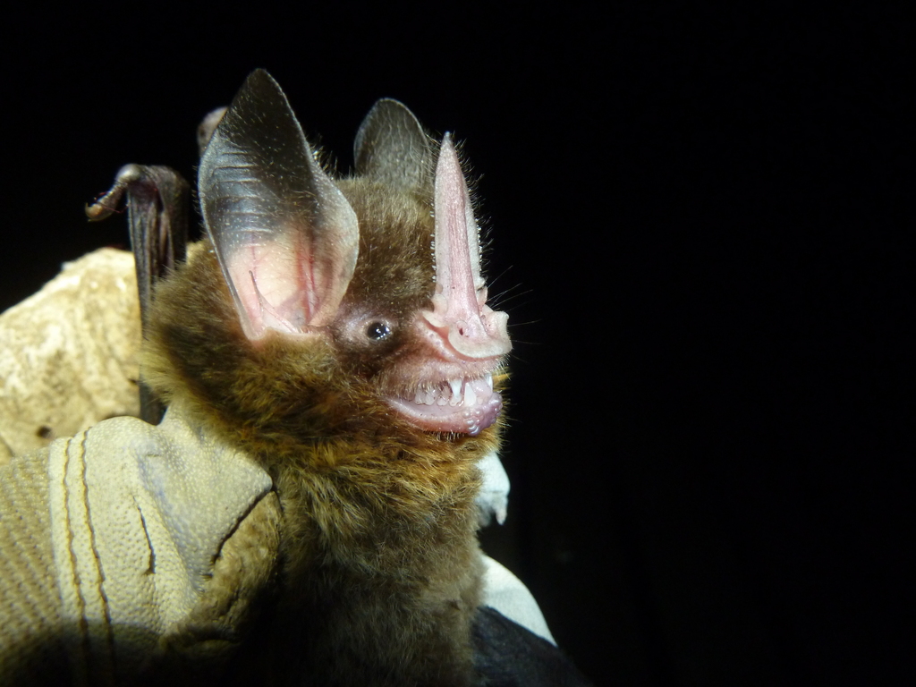 striped hairy-nosed bat from Casa ITA (InkaTerra) - Madre de Dios, Peru ...